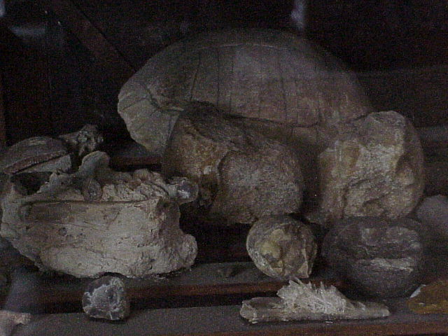 South Dakota Badlands - Fossil Hunting Trips - The Fossil Forum